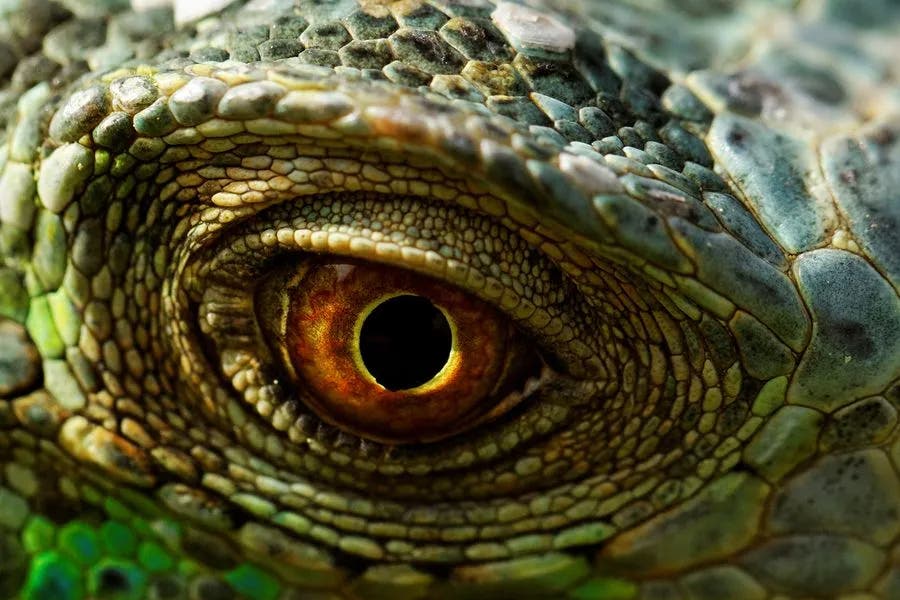 Lizard Squad: Two Bot Thugs